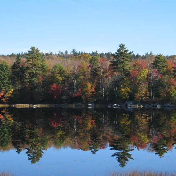 Lunchtime Learning Series - Ash Protection | Dawnland Return