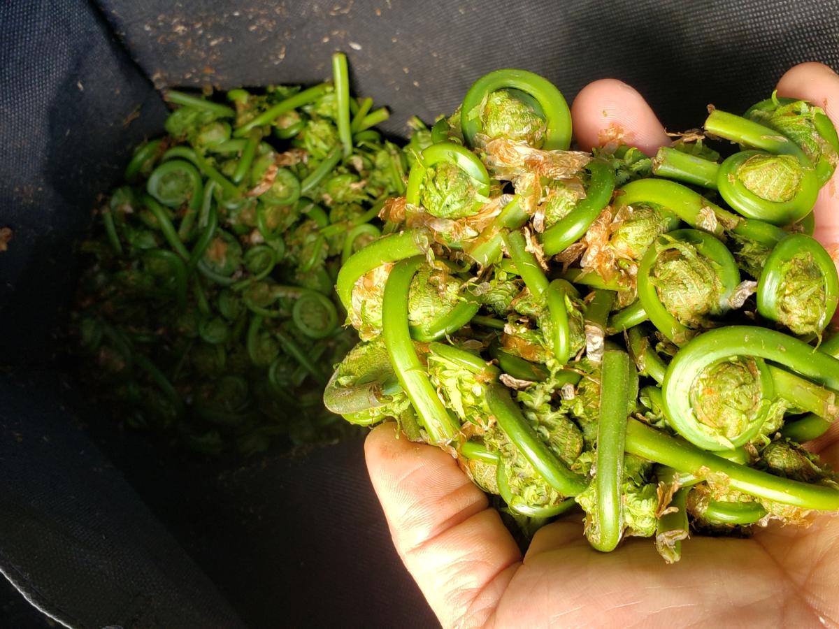 Enacting Culture | Dawnland Return